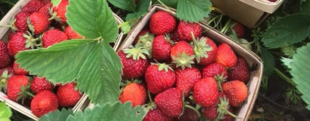 Farms & Farm Fresh Produce | Beaver County Tourism