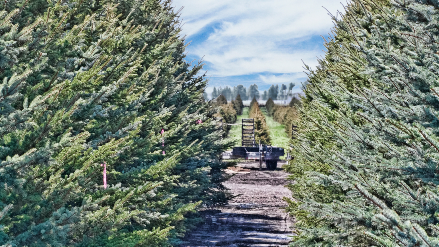 Christmas Tree Farms in Beaver County